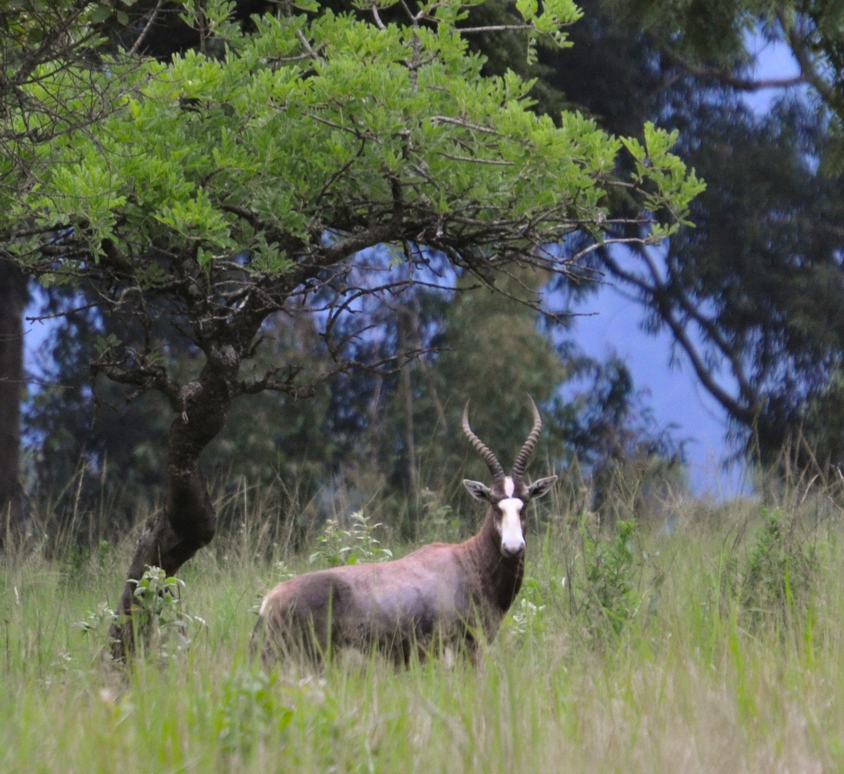 Postcards from Eswatini - A Paradox: Tamera & Richard