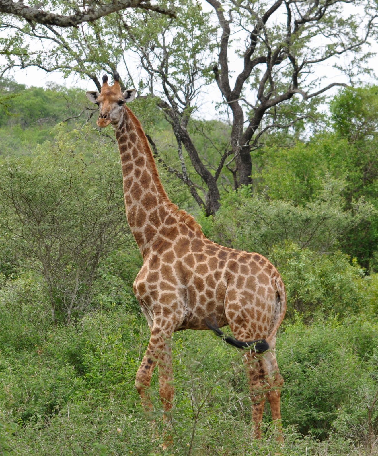 Postcards from Eswatini - A Paradox: Tamera & Richard