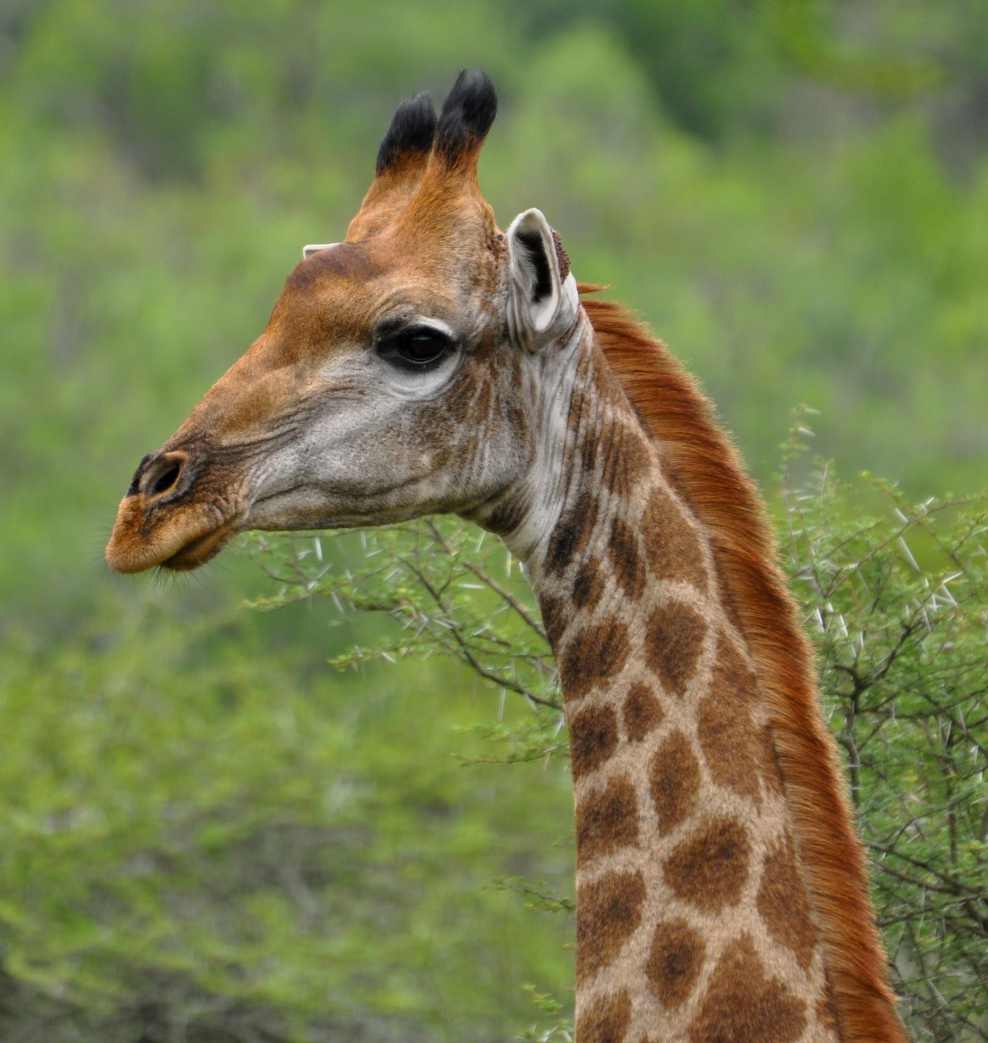 Postcards from Eswatini - A Paradox: Tamera & Richard
